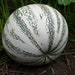 Silver Edge (heirloom/c.mixta) Seeds: Heirloom Squash, Cushaw Pumpkin ...