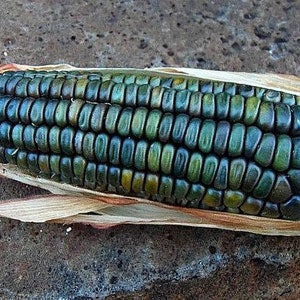 Oaxacan Green Corn : Oaxacan Green Dent, Green Corn, Maize Verde ...