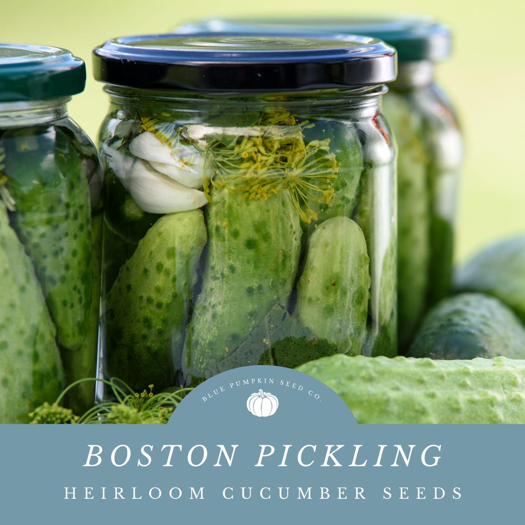 Boston Pickling Cucumber Seeds: Grow Heirloom Pickling Cucumbers to ...