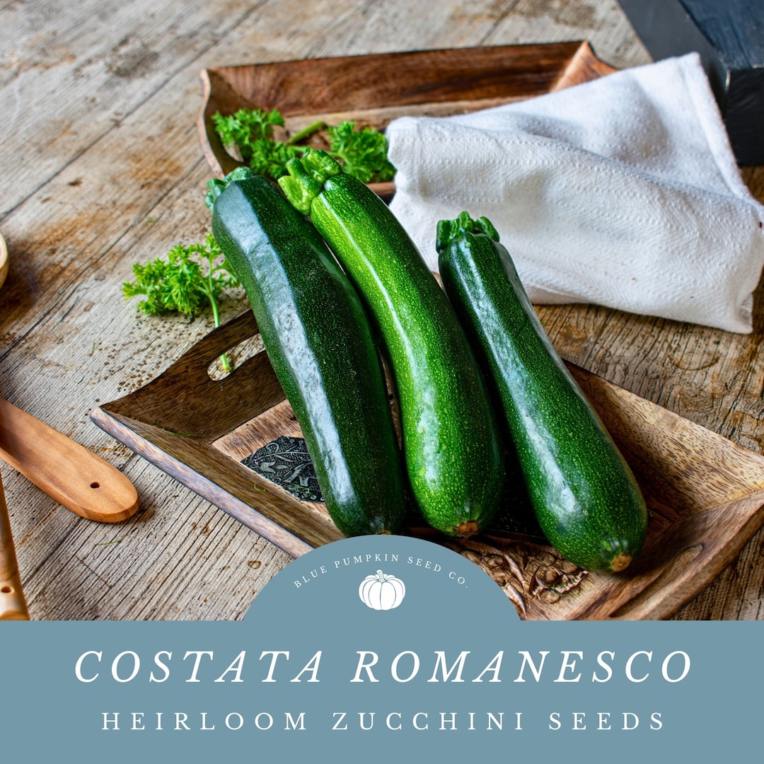 Costata Romanesco Zucchini Seeds Grow Highly Productive and Unique ...