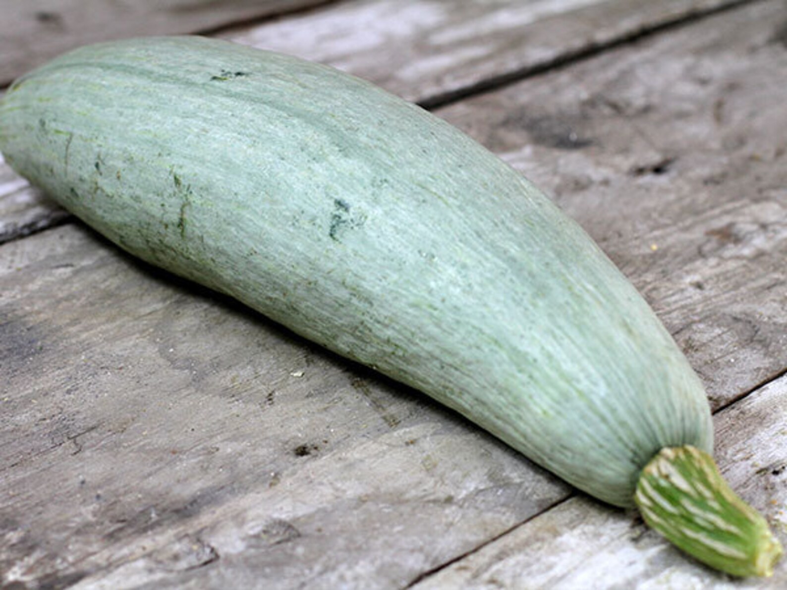 Guatemalan Blue Winter Squash (rare/heirloom/c.maxima): Rare Heirloom ...
