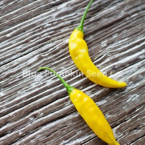 Peruvian Lemon Drop Chili Seeds (op/heirloom) : Ají Limón, Qillu Uchu ...