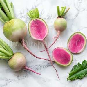 Watermelon Radish: Shinrimei Misato Asian Red Meat Xin Li - Etsy