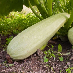 White Marrow Bush Summer Squash (c.pepo / OP) Seeds: Vegetable Marrow ...