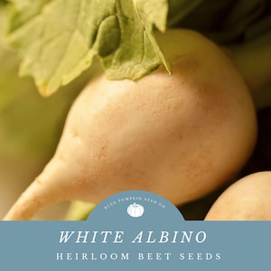 White Albino Beet Seeds: Grow Rare White Beet With a Subtle Sweet ...