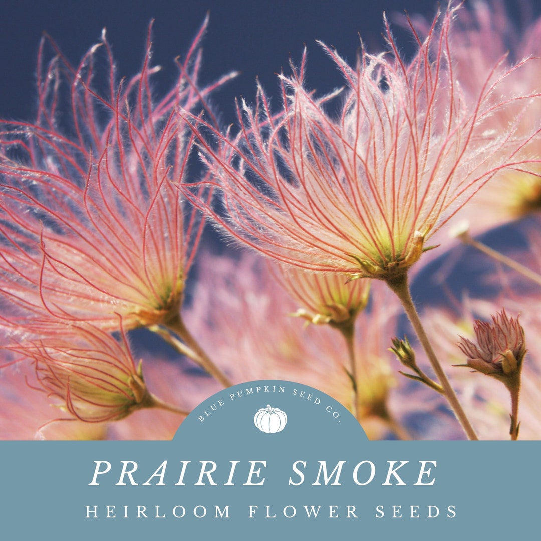 Prairie Smoke Seeds (geum Triflorum) | Enchanting Wildflower, Unique ...