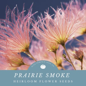 Prairie Smoke - Etsy