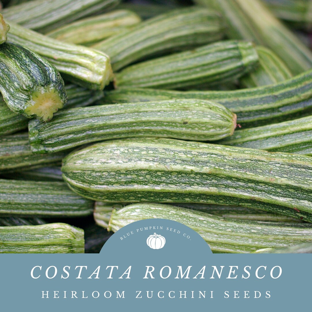 Costata Romanesco Zucchini Seeds - Grow Highly Productive and Unique ...