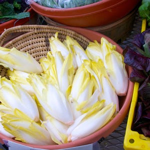 Witloof Chicory Endive Seeds: Grow Your Own Versitile Gormet Endive ...