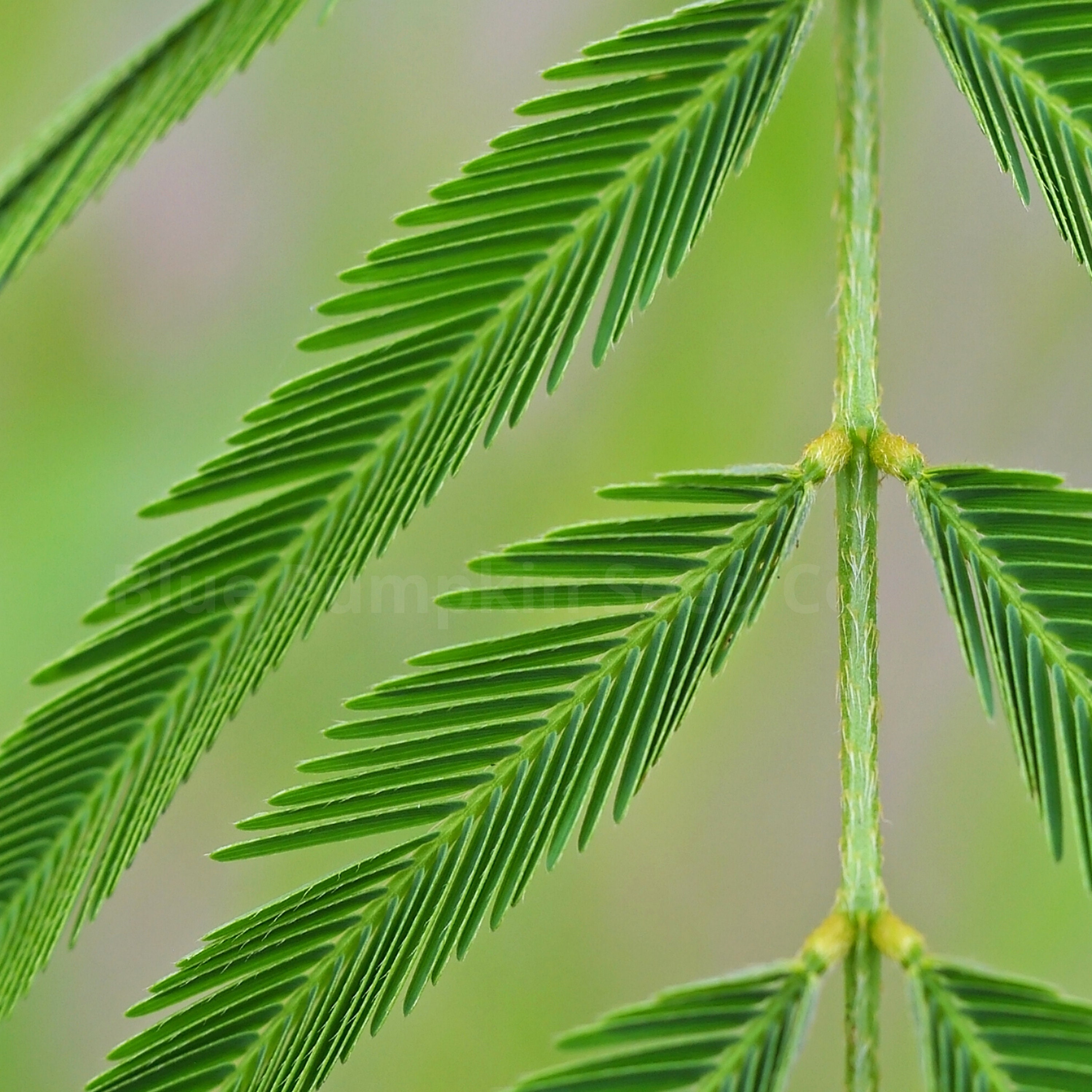 Prairie Mimosa (illinois Bundleweed) Seeds: Sensitive Plant, Mimosa ...