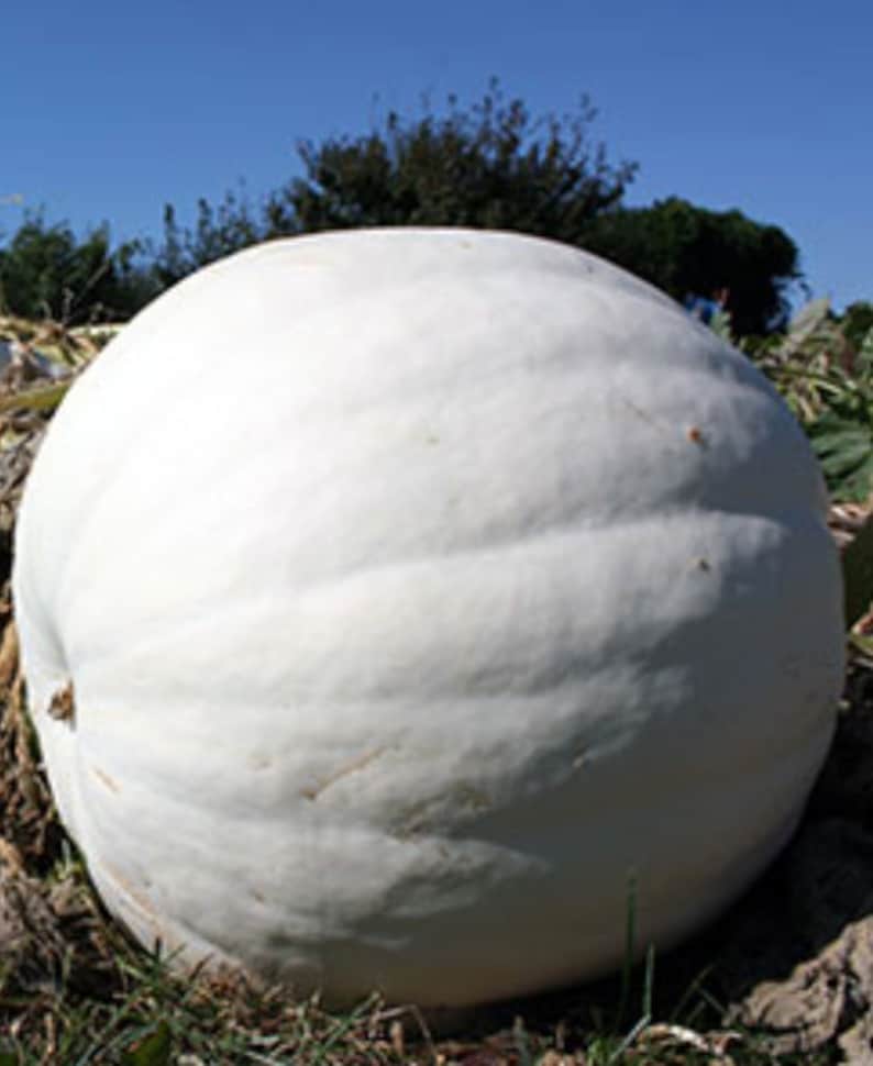 Polar Bear Pumpkin (f1/c.spp) Seeds: White Pumpkin, Big Pumpkin ...