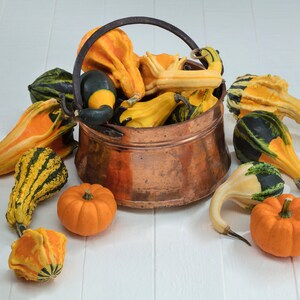 Mini Gourd (heirloom Mix/ C.pepo) Seed Mix: Fall Seed Mix, Gourd Seeds ...