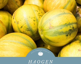 Green Flesh Honeydew Melon Seeds Open-pollinated for Seed Saving Non ...