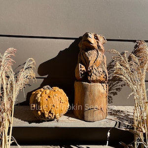 Grizzly Bear (F1 Hybrid/c.spp.) Seeds: Tan Pumpkin, Buff Pumpkin, Bumpy ...