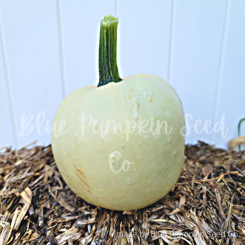 Specter Pumpkin Seeds (f1/pm/c.pepo): Cream Pumpkin, Bumpy Pumpkin ...