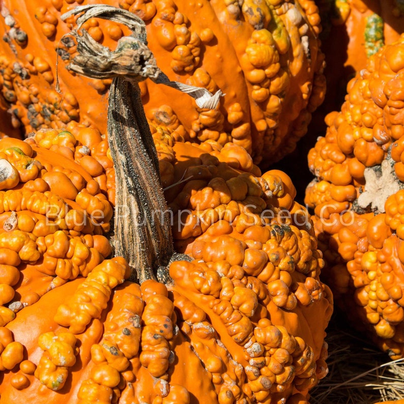 Knucklehead Pumpkin f1/c.pepo: Bumpy Pumpkin. Warty Pumpkin - Etsy