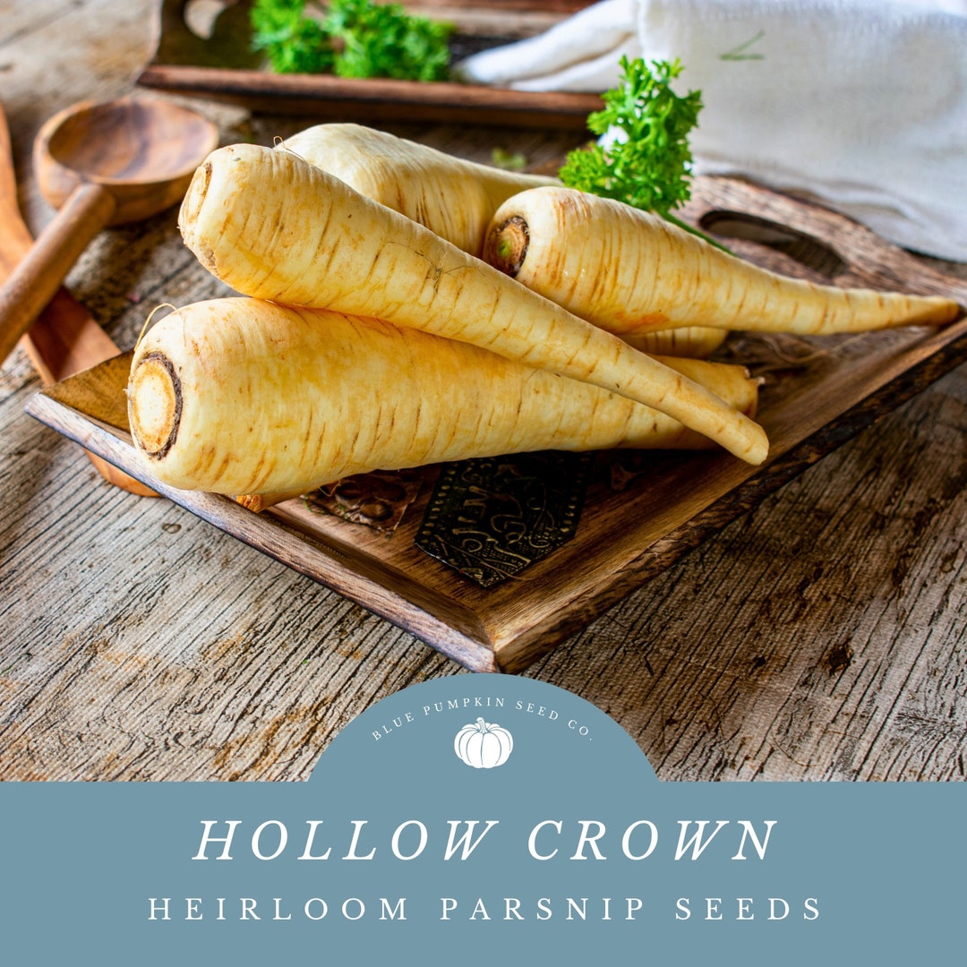 Hollow Crown Parsnip Seeds: Crown Parsnip, Parsnip Seeds, Heirloom ...