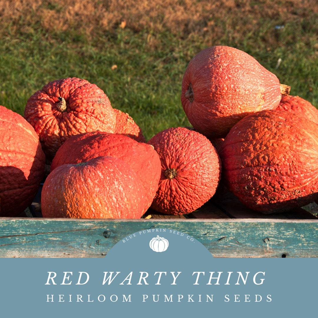 Red Warty Thing Pumpkin (heirloom/c.maxima): Essex Hubbard, Essex Red ...