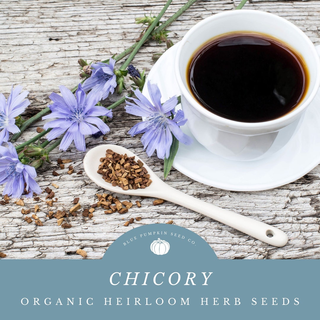 Chicory Seeds: Organic Seeds for Vibrant Blooms and Versatile Culinary ...