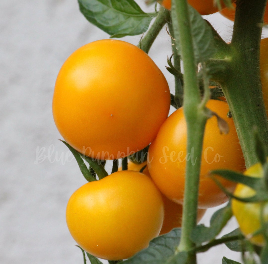 Golden Jubilee Tomato heirloom/indetermiante: Burpees - Etsy