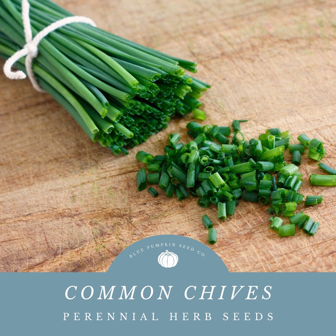 Common Chive Seeds - Enhance Your Dishes With Freshly Harvested Chives ...