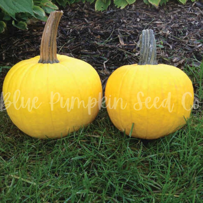 Sunlight Pumpkin f1/c.spp/pmr Seeds: Yellow Pumpkin - Etsy