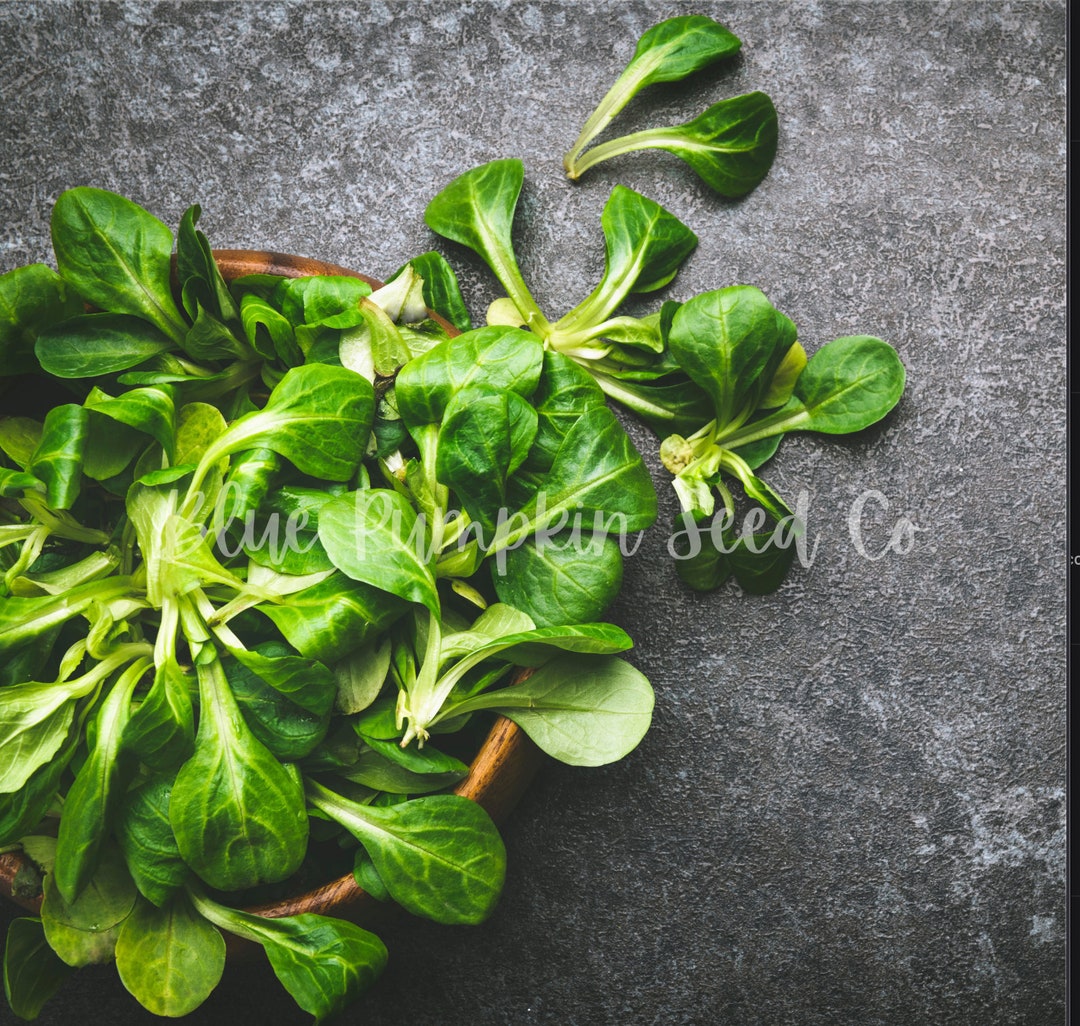 Corn Salad mache Seeds Grow French Gourmet Heirloom: - Etsy