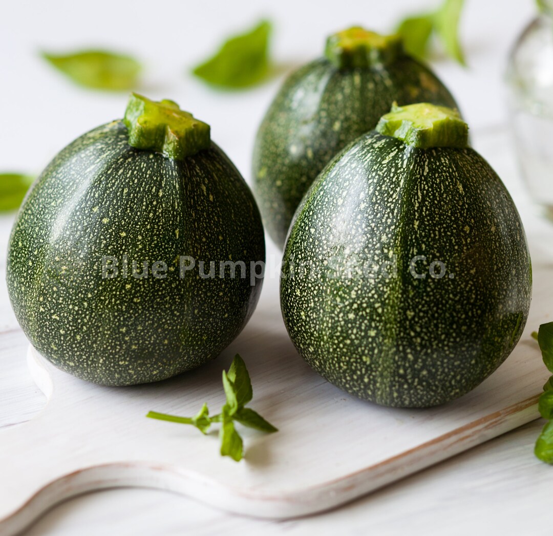 Ronde De Nice Squash french Heirloom Seeds: Round Zucchini - Etsy