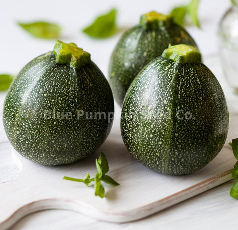 Ronde De Nice Squash (french Heirloom) Seeds: Round Zucchini, Emerald ...