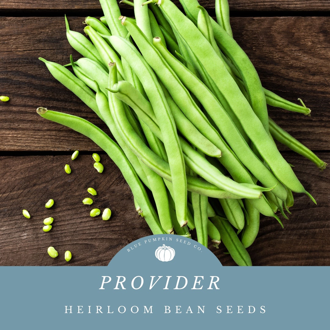 Provider Bush Bean (heirloom / OP): Phaseolus Vulgaris, Provider Bush Bean, Provider Green Bean ...