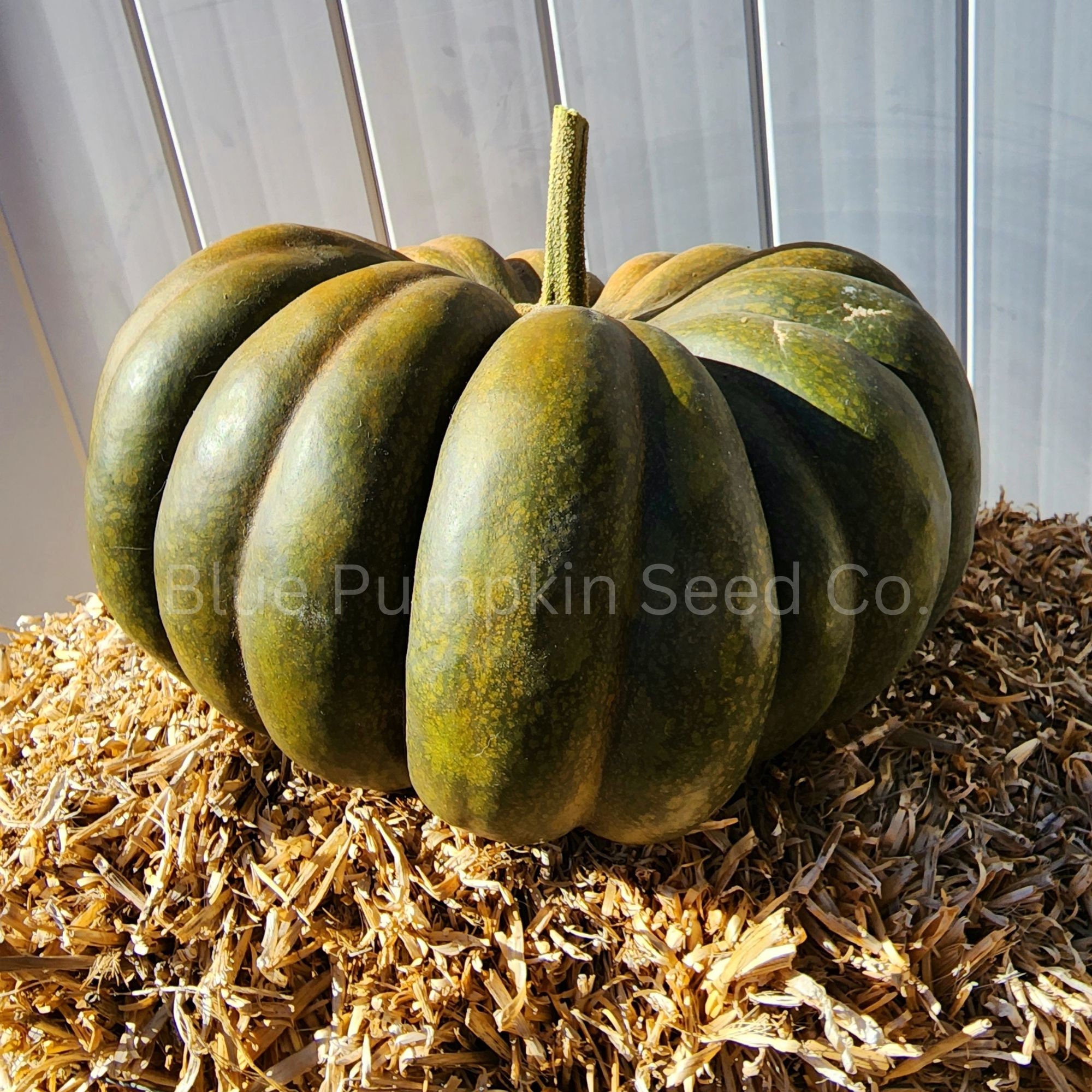 Tonda Di Napoli rare Italian Heirloom/ C.maschata: Italian - Etsy