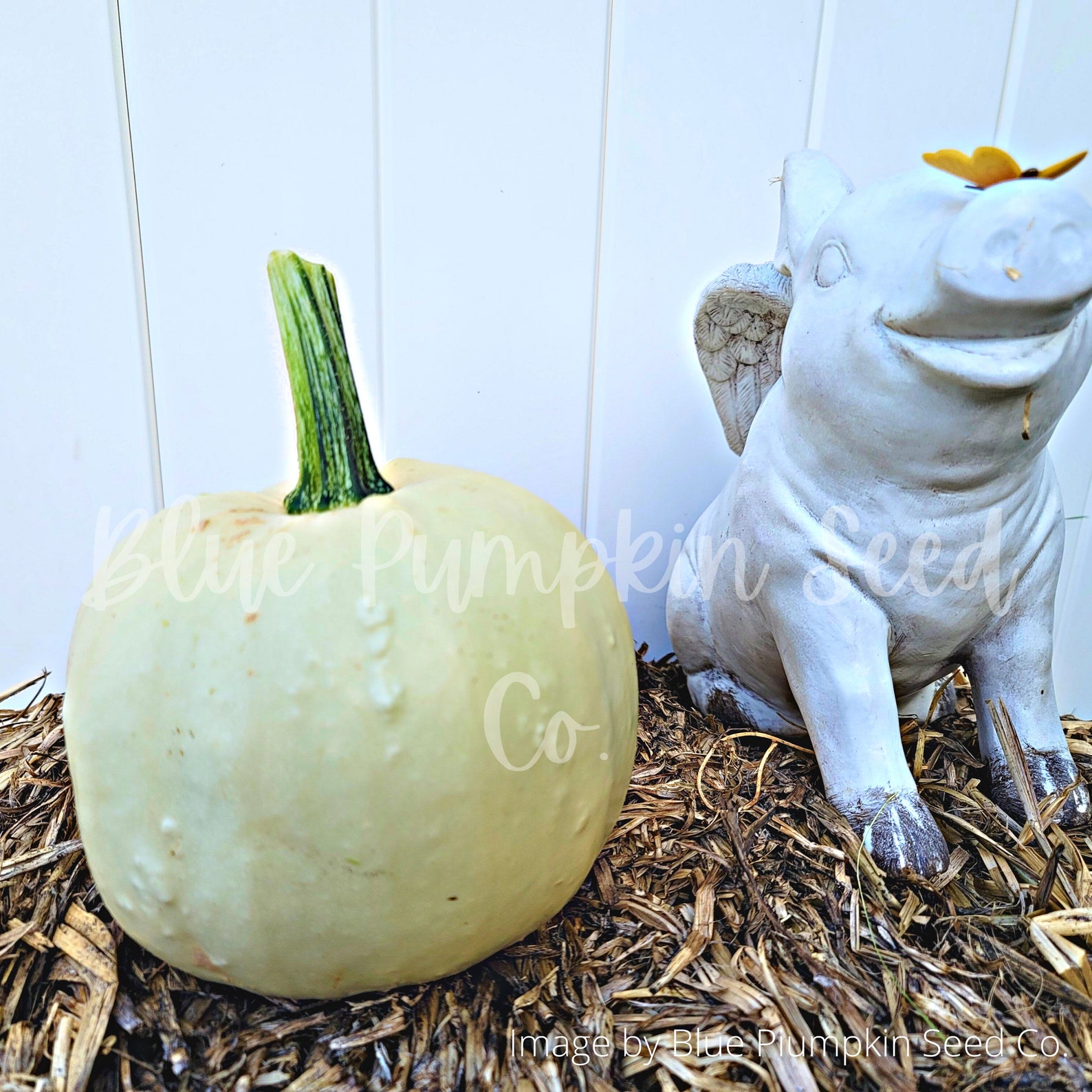 Specter Pumpkin Seeds (f1/pm/c.pepo): Cream Pumpkin, Bumpy Pumpkin ...