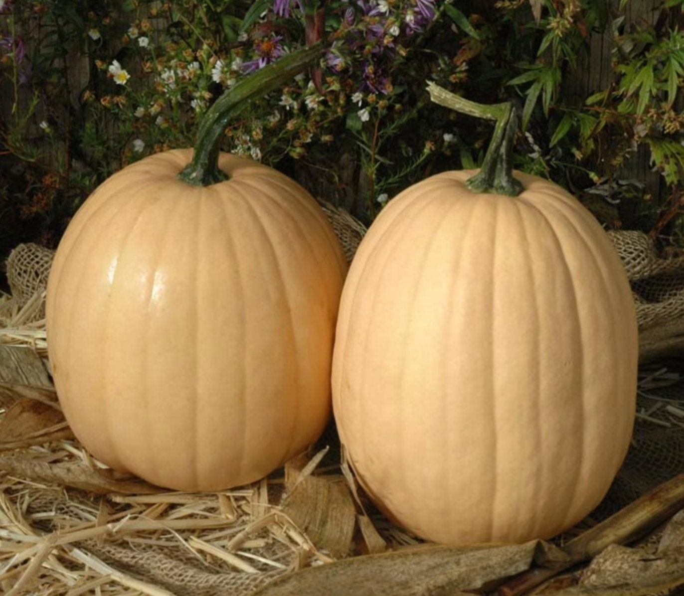 Tandy Pumpkin f1/c.pepo Seeds: Gumdrop Pumpkin Tan Pumpkin - Etsy
