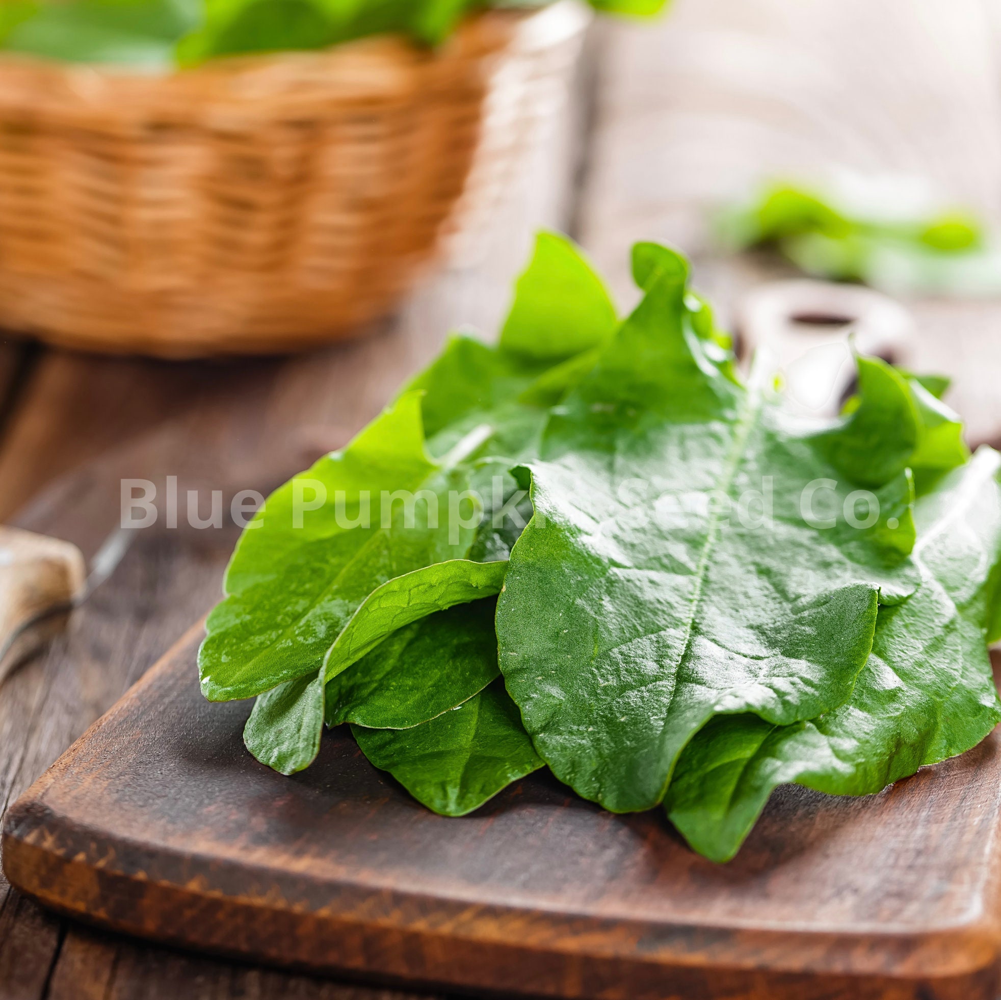 Large Leaf Sorrel heirloom Seeds: Spinach Dock - Etsy