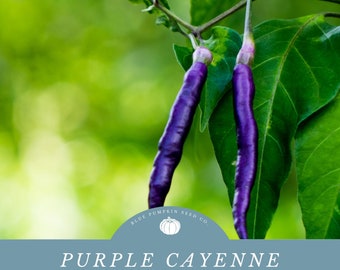 Purple Cayenne Pepper Seeds | Hot | Organic - Etsy