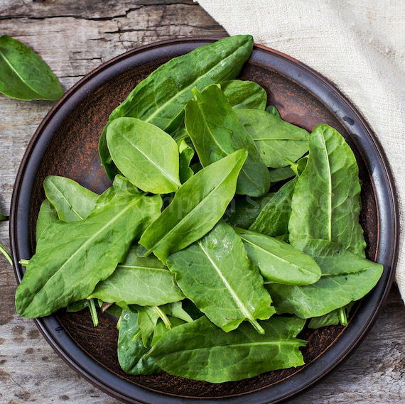 Large Leaf Sorrel heirloom Seeds: Spinach Dock - Etsy