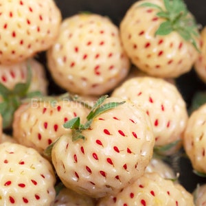 White Alpine Strawberry / Pineberry (heirloom) Seeds: Pine Berry, White ...