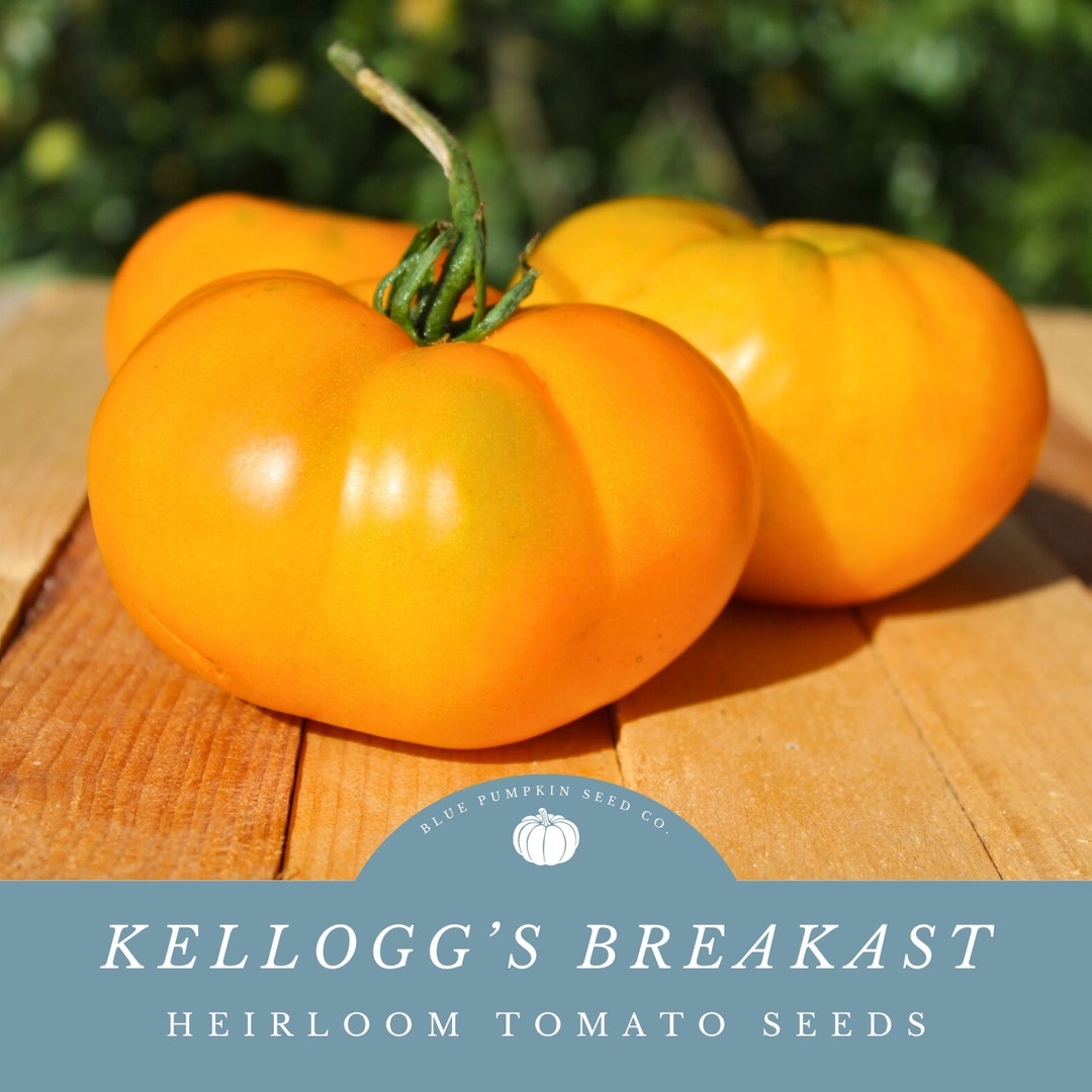 Kellogg's Breakfast Tomato (heirloom / OP / Indeterminate): Early ...