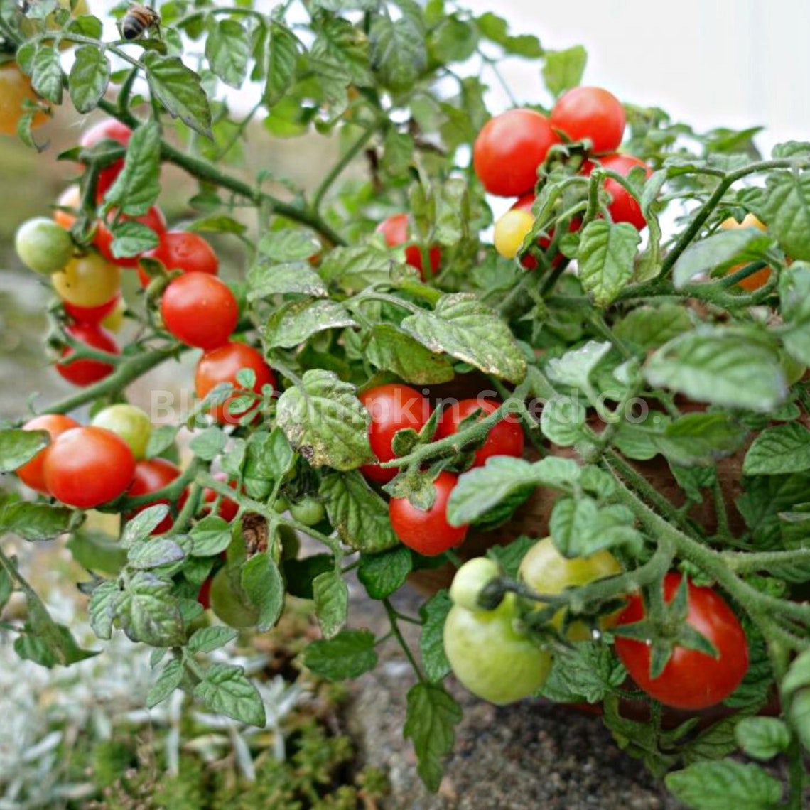 Micro Tom Tomato Seeds: Micro Tomato Miniature Tomato Dwarf - Etsy