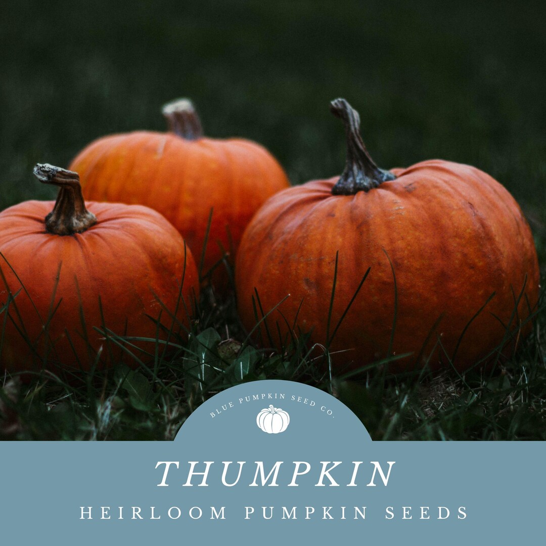 Thumpkin Pumpkin Seeds: Grow Truly Flat Orange Pumpkins - Hollow Out to ...