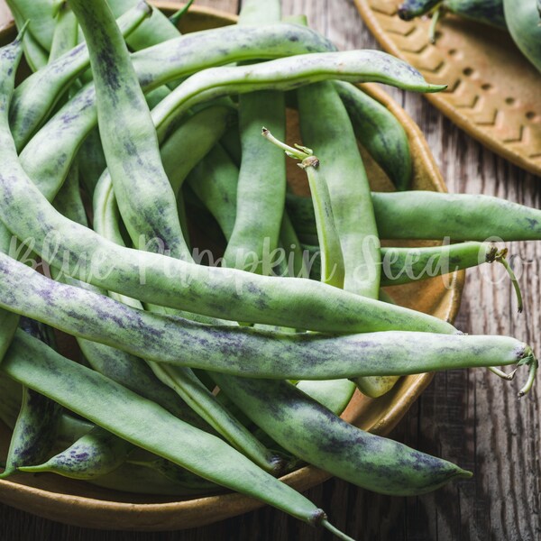 Pole Beans - Etsy