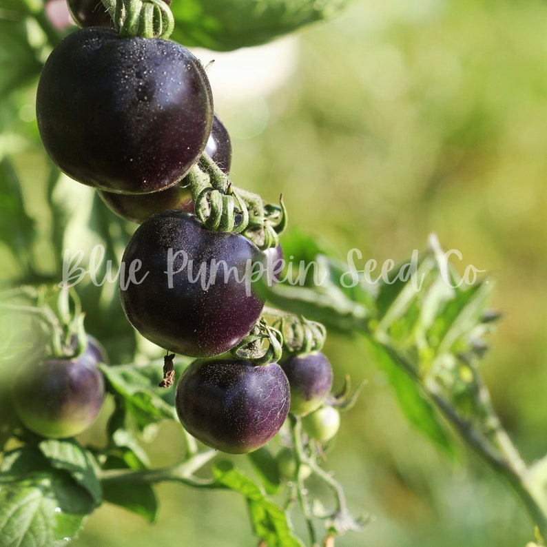 Indigo Cherry Drop Tomato (f1 Hybrid, Indeterminate, Certifed Organic ...
