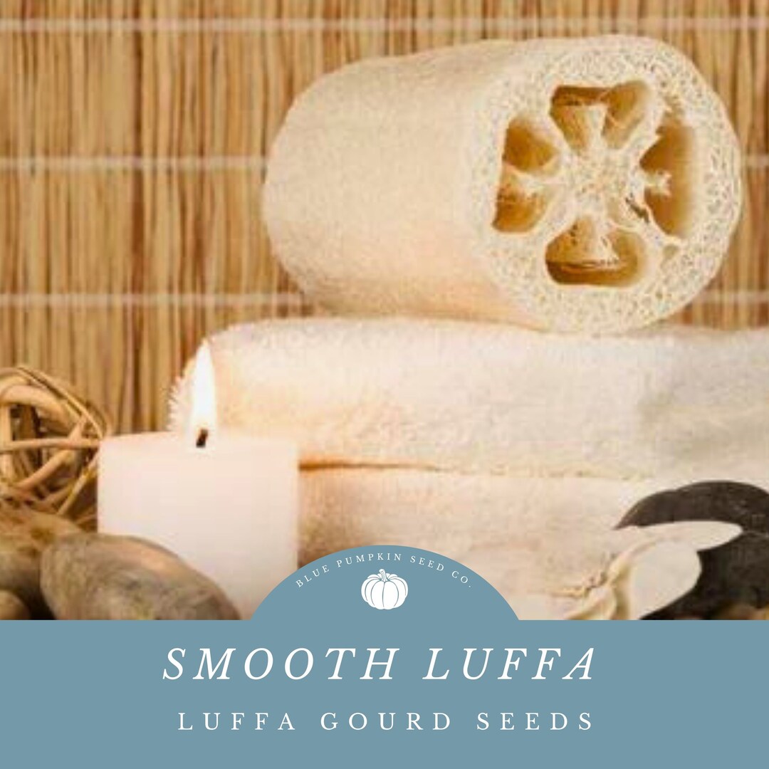 Smooth Luffa Gourd: Dishcloth Gourd, Sponge Gourd, Dish Cloth Gourd ...