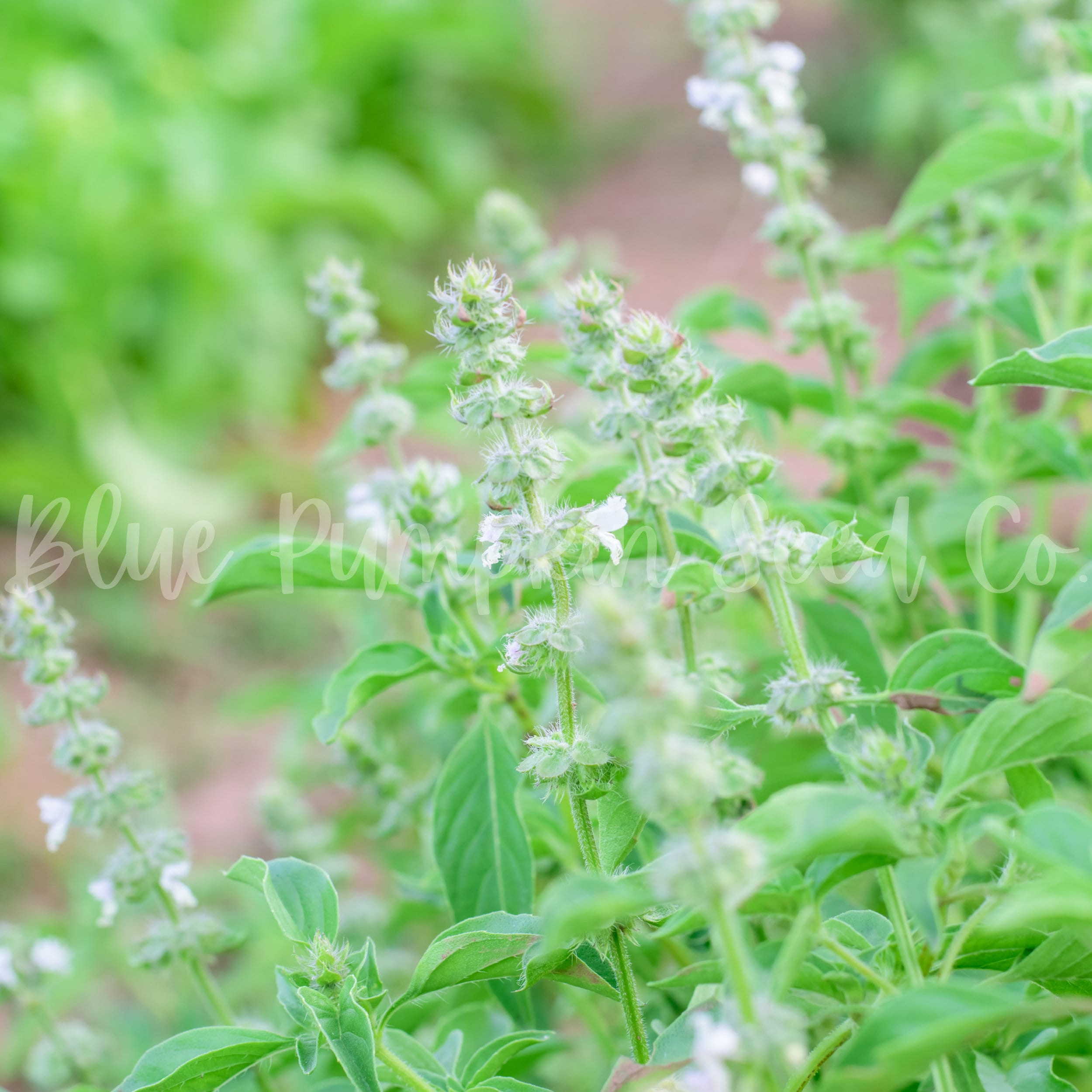 Lemon basil: hoary basil Thai lemon basil Lao basil basil | Etsy