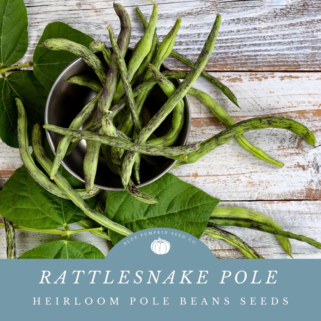 Rattlesnake Pole Beans: Snake Bean, Pole Beans, Heirloom, Purple and ...