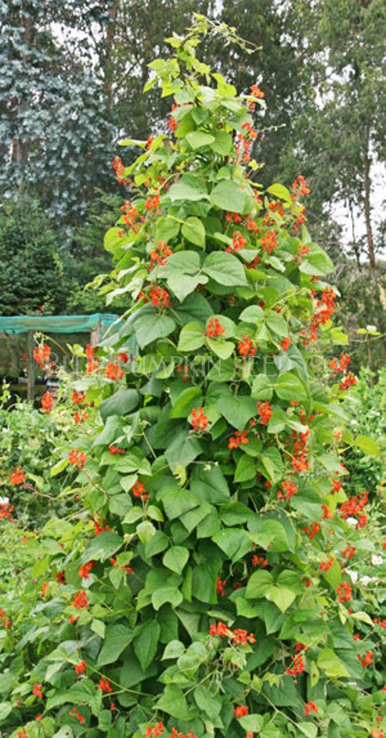 Scarlet Emperor Poll Bean Seeds : Scarlet Runner Bean Seven - Etsy