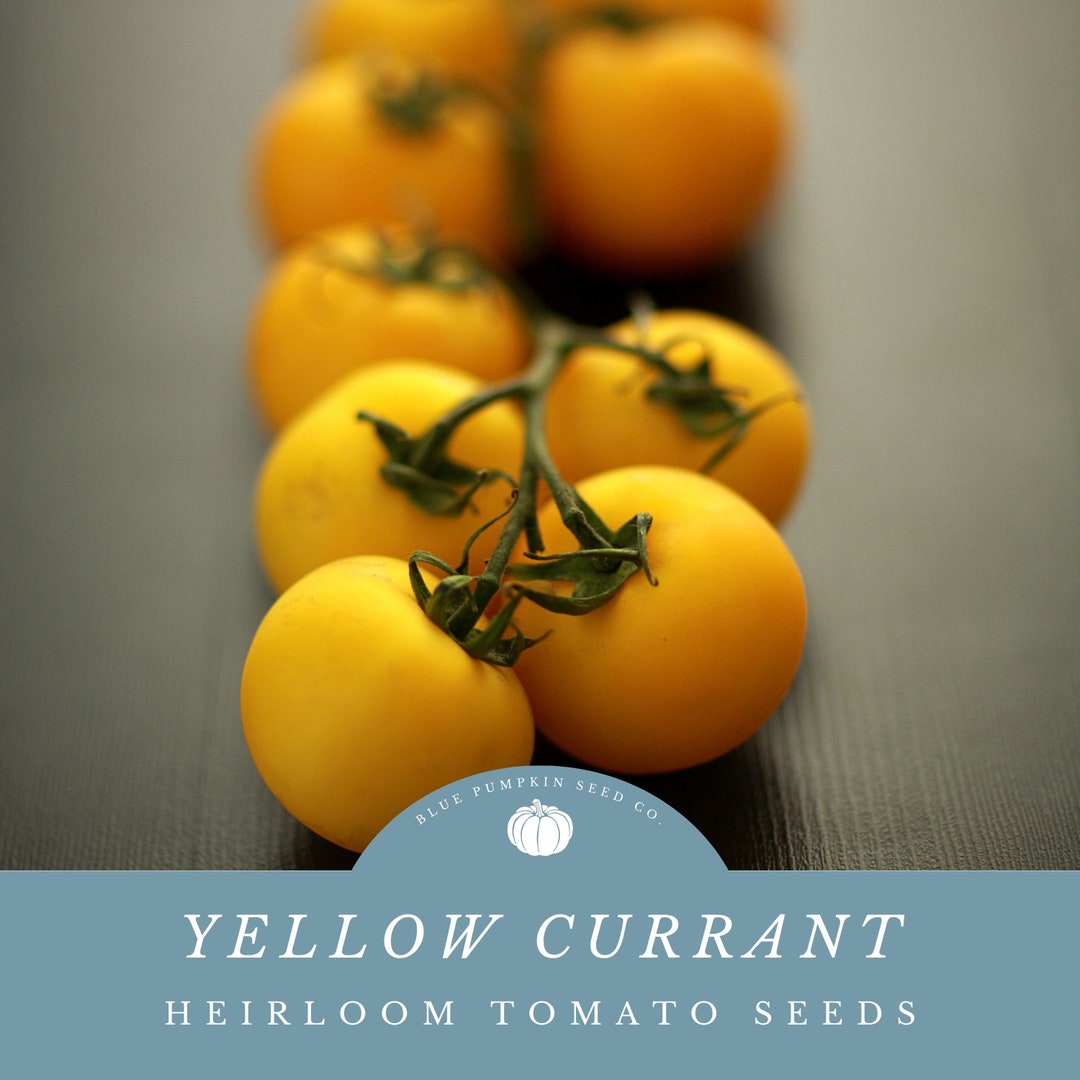 Yellow Currant Tomato Seeds - Add a Burst of Color to Your Garden With ...