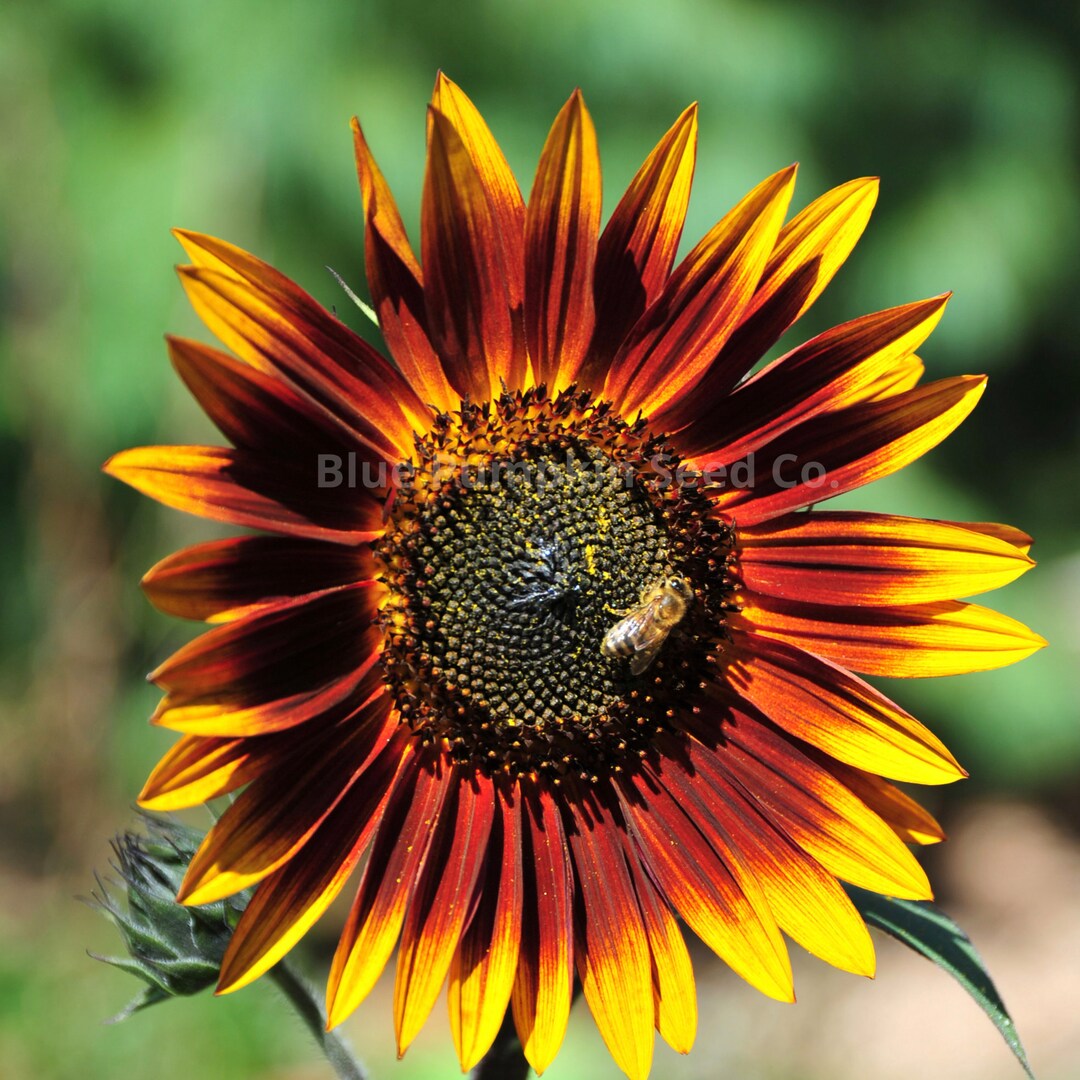 Earthwalker Sunflower Seeds: Fall Beauties Grow Stunning - Etsy