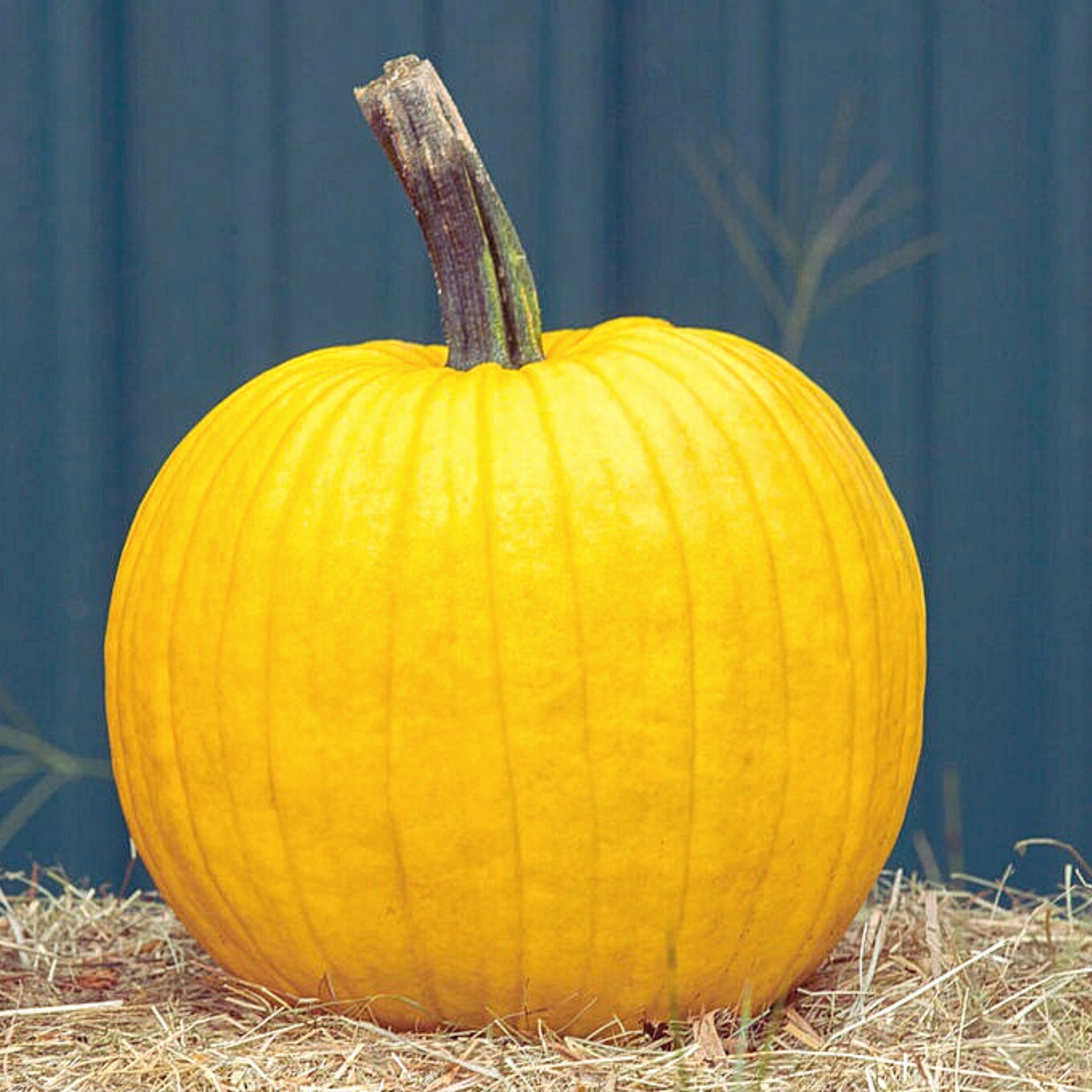 Mellow Yellow Pumpkin (f1/c.pepo/pmr) Seeds: Yellow Pumpkins, Hybrid ...