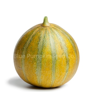 Haogen Melon (organic/heirloom/op) Seeds: Ha'ogen Melon Seeds, Israeli ...